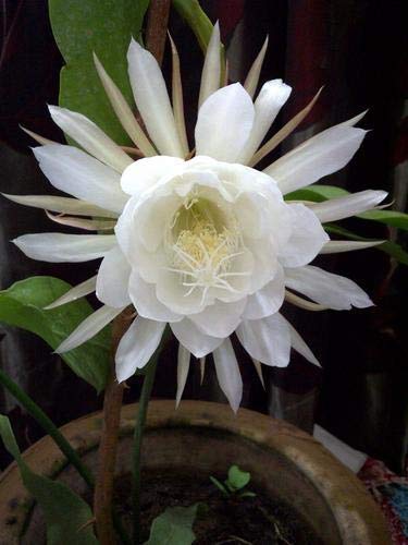 ROYAL LAND Nishagandhi Plant Queen Of Night Brahmakamal 1 Healthy Live ...