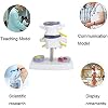 Anatomy Model, 3B Scientific Spine Model Anatomical Vertebrae Disc ...
