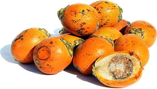 Creative Farmer Healthy Live Plant (Palm) Areca Hybrid Dwarf Arecanut ...