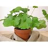 Amazon.com : 5 Japanese Wasabi Root Seeds for Planting - Wasabia ...