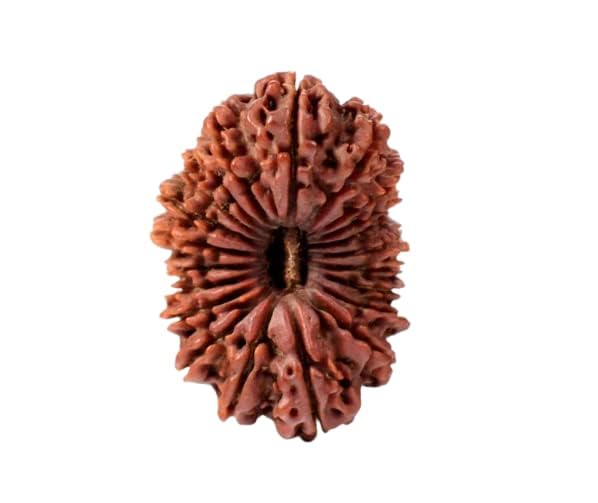 Buy Meraki Gems 21 Mukhi Rudraksha इक्कीस मुखी (21 मुखी) Ekkis Mukhi ...