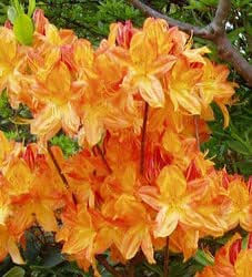 Amazon.com : Azalea Arneson Gem Potted Plant, Nice Starter Plant, Nice ...