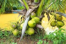 Fiji Dwarf Coconut Plant : Amazon.in: Garden & Outdoors
