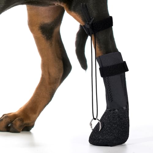 Knuckling In Dogs – The 15 best products compared - Wild Explained