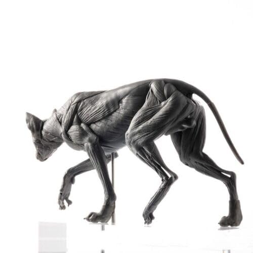 Wolf Anatomy Diagram Internal Anatomy Horse Label Illustration Stock