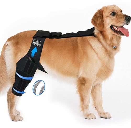 Dog Brace – The 15 best products compared - Wild Explained