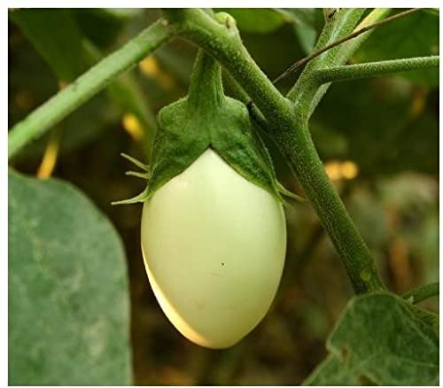 Zomoloco White Brinjal Indoor Plant - l1259 (50 Per Packet) : Amazon.in ...