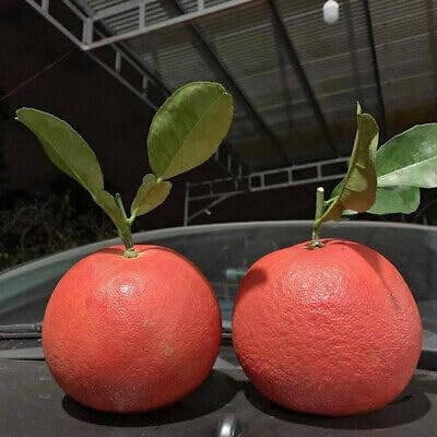 NEW DEBNATH NURSERY; Red Chakotra/Pomelo Fruit Plant - Healthy Fruit ...