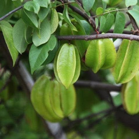 SANJU Star fruit Carambola, Kamranga Grafted plant "Thailand Variety ...
