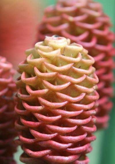 Floriculture Greens Honeycomb Ginger Beehive Ginger Aromatic Blooming ...