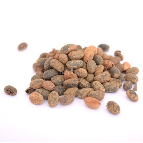 Buy NEERAJ - Jamalgota Seed - Croton Seeds - Croton tiglium- Jamalghota ...