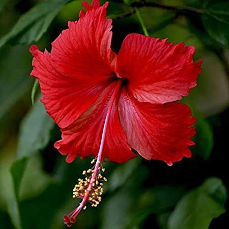UJJAISEEDS Kerala Hibiscus flower, variety sleping hibiscus mottu ...