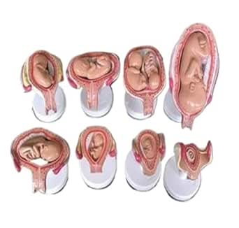 Anatomy Human Fetal Development Model - Fetal Pregnancy Anatomy Medical ...