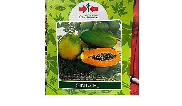 sinta hybrid papaya 400 seeds : Amazon.in: Garden & Outdoors