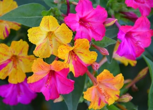 Grow Four O'Clocks From Seed: Say Hello to Beautiful Blooms - Peace ...