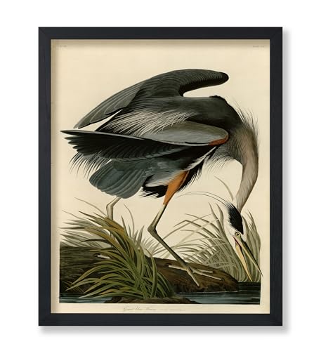 Amazon.com: Monem Art Vintage James Audubon Poster - Retro Great Blue ...