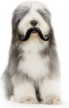junior Humunga Stache dog toy : Amazon.ca: Pet Supplies