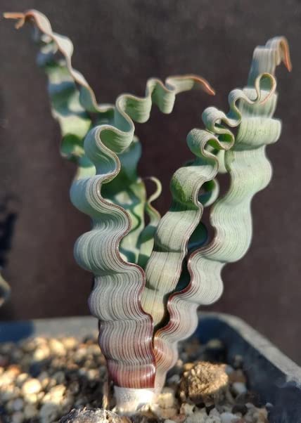 BULBS AVAILABLE, Trachyandra tortilis, super rare succulent : Amazon.in ...