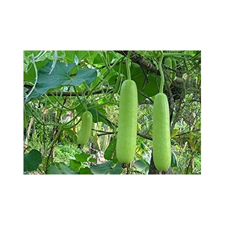 Amazon.com : Bottle gourd Seeds, Nam Tao Yao (Asian vegetable) grows 12 ...