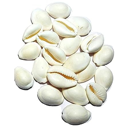 Buy PARASHER VEDIC SHOPP White Kodi White Cowrie Sea Shell | Laxmi and ...
