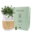 AlgenAir Aerium - Natural Algae Air Purifier | The Green Head