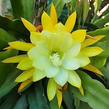 RADHA RANI PLANT HOUSE - Rare (Yellow) Brahma Kamal | Night Queen ...