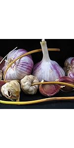 Amazon.com : Purple Garlic Bulbs for Planting Outdoors, 0.5 Pound About ...