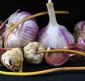 Amazon.com : Chesnok Red Garlic Bulbs for Planting Outdoors, Heirloom 0 ...