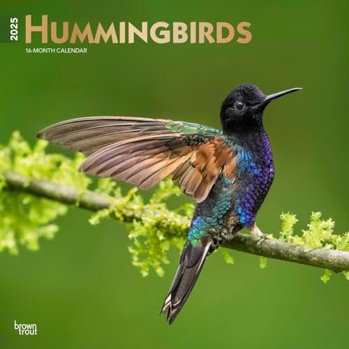 Hummingbirds 2025 12 X 24 Inch Monthly Square Wall Calendar Foil ...