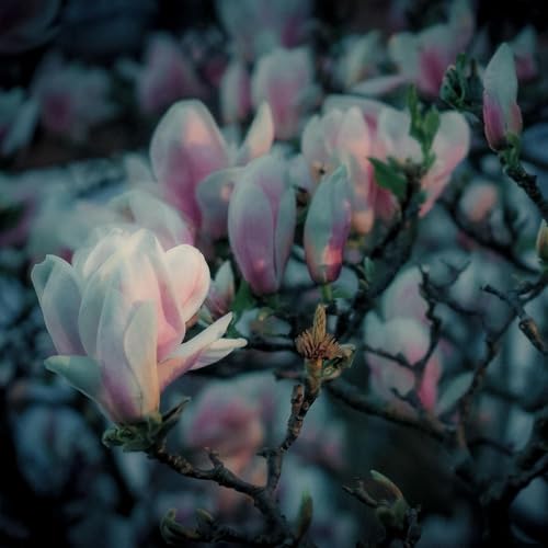 Play Fragile by Claudio Constantini on Amazon Music