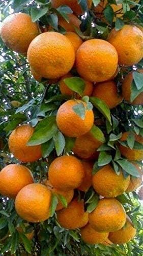 Natura GreenHouse 1 Live Grafted Original Chataki orange Tree Height 1. ...