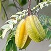 HAPING Thai Sweet Star Fruit Carambola Kamranga Amrak Grafted Live ...
