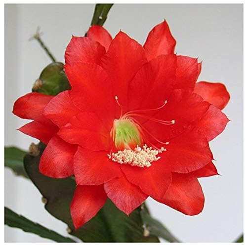 Online plant bazar Red Brahma Kamal Night Queen Flower live plant-R3 ...