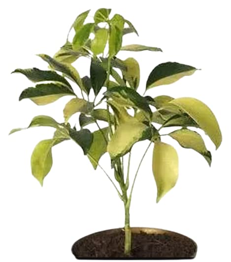 Lakshita Saplera Variegated Live Yellow Leaf Indoor Outdoor Plant (1 ...