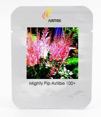 Mighty Pip Astilbe Perennial Flower Seeds, Professional Pack, 100 Seeds ...