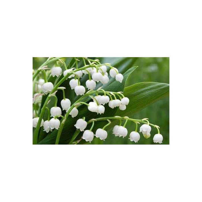 Buy MITRAEE 100 Lily of The Valley Flower Seeds Online at desertcart INDIA