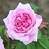 Amazon.com : Heirloom Roses Own Root Rose Bush - La Ville de Bruxelles ...
