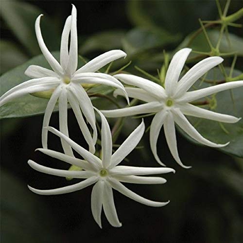 Creative Farmer Jasmine Plant (Royal Jasmine) Jasminum Grandiflorum ...