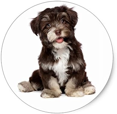 Amazon.com: Chocolate Brown & White Havanese Puppy Dog Sticker ...