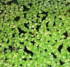 Lemna minor seeds (300 seeds) : Amazon.in: Garden & Outdoors