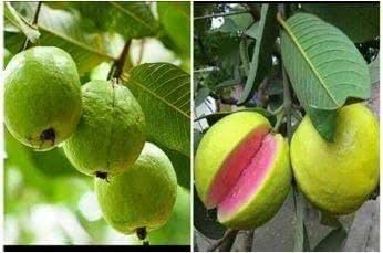 Hybrid Guava Peyara Tree Plant,All Time Pink Guava Fruit Tree Plant ...