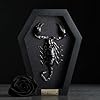 Amazon.com - Real Scorpion Frame Coffin Box Dead Taxidermy Insect ...