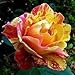 Amazon.com : tri color climbing rose 5 seeds!rare!must have! : Plant ...