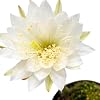 Amazon.com : BubbleBlooms Lemon Barrel Cactus in a 4 inch Pot ...