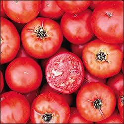 Amazon.com : Tomato Wisconsin 55 250 Seeds : Patio, Lawn & Garden