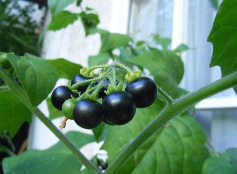S Garden Plants Live"Black Solanum Nigrum""Kali Makoi" Medicinal Plant ...