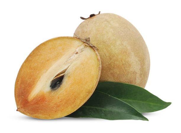 Special Sweet Ball Sapota Plant,Chikoo,Sobeda Grafted (Vietnam Variety ...