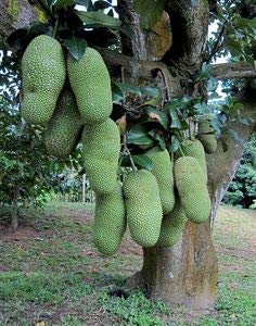 Arlo Dwarf Rare Mini Jack fruit " Cheena " Super Tasty Grafted ...