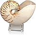 Amazon.com: Tumbler Home Natural Chambered Nautilus Sea Shell with ...