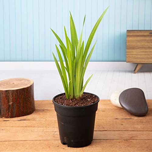 Mphmi Seedless Plant Landscaping Plants Acorus Calamus, Vekhand - Plant ...